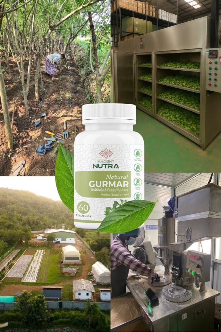 “Masbedda” Gurmar Show Promising Results in Reducing Blood Sugar: Study ...